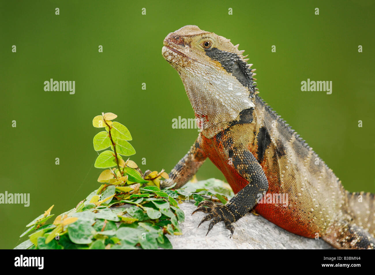Eastern Water Dragon Physignathus lesueurii Australia Stock Photo - Alamy