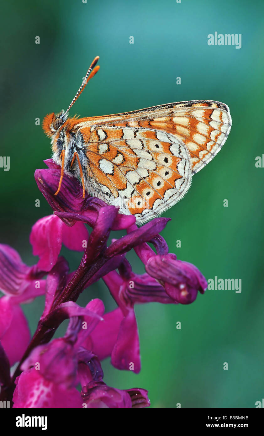Marsh Fritillary Euphydryas aurinia adult perched on orchid Switzerland ...