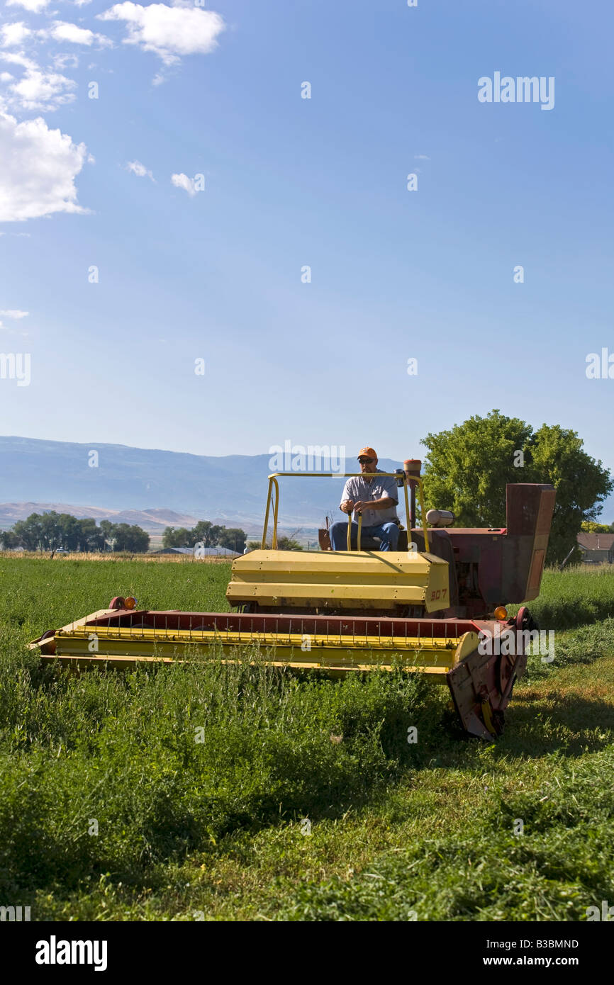 Farmer cutting alfalfa or lucerne, landscape. Lush deep green farm in a ...
