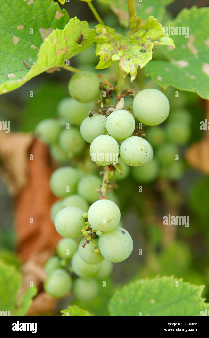 Wild grape vine hi-res stock photography and images - Alamy