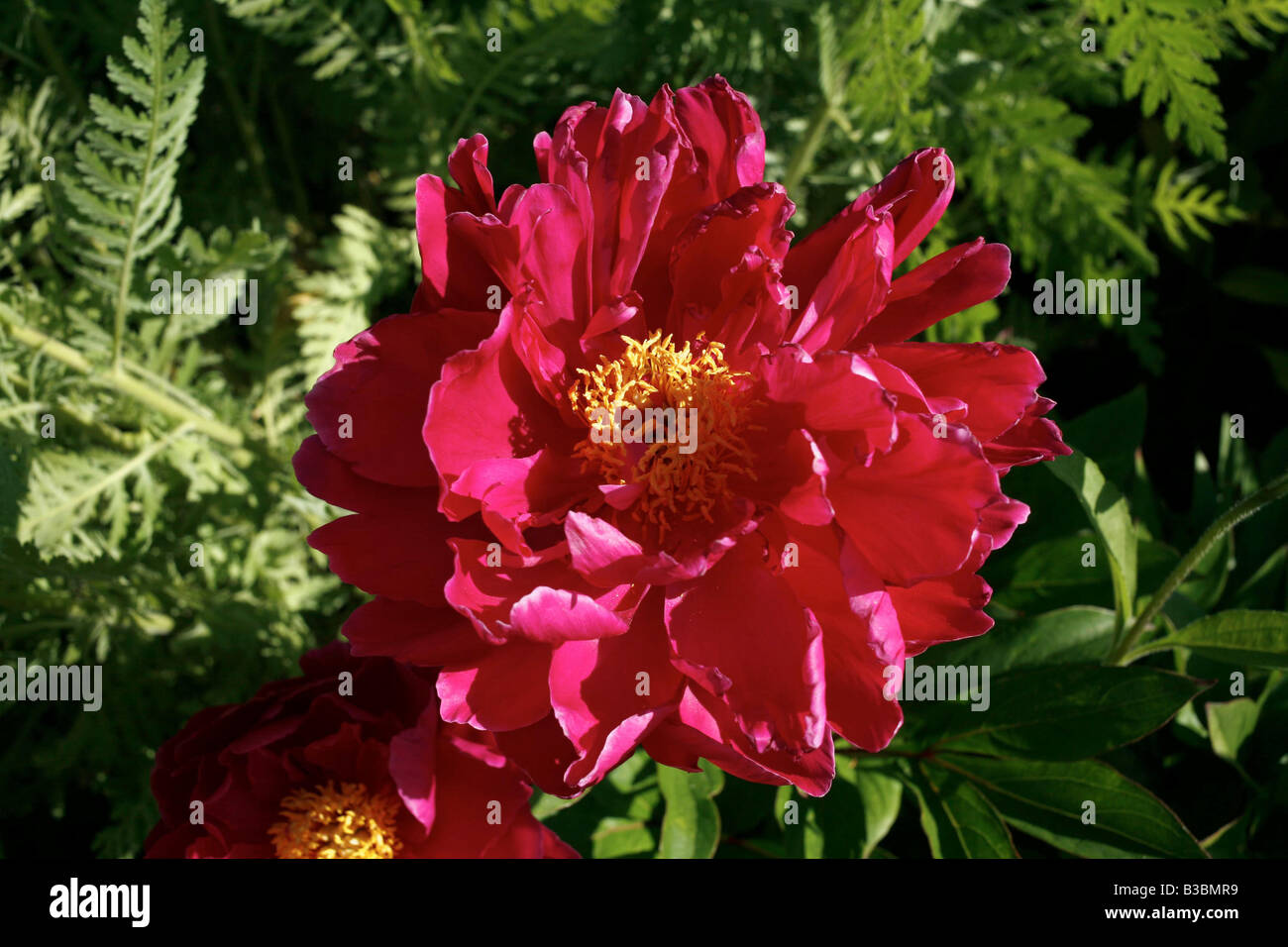English Country Garden - Flowering Peony (Paeonoa) in a Dorset Garden ...