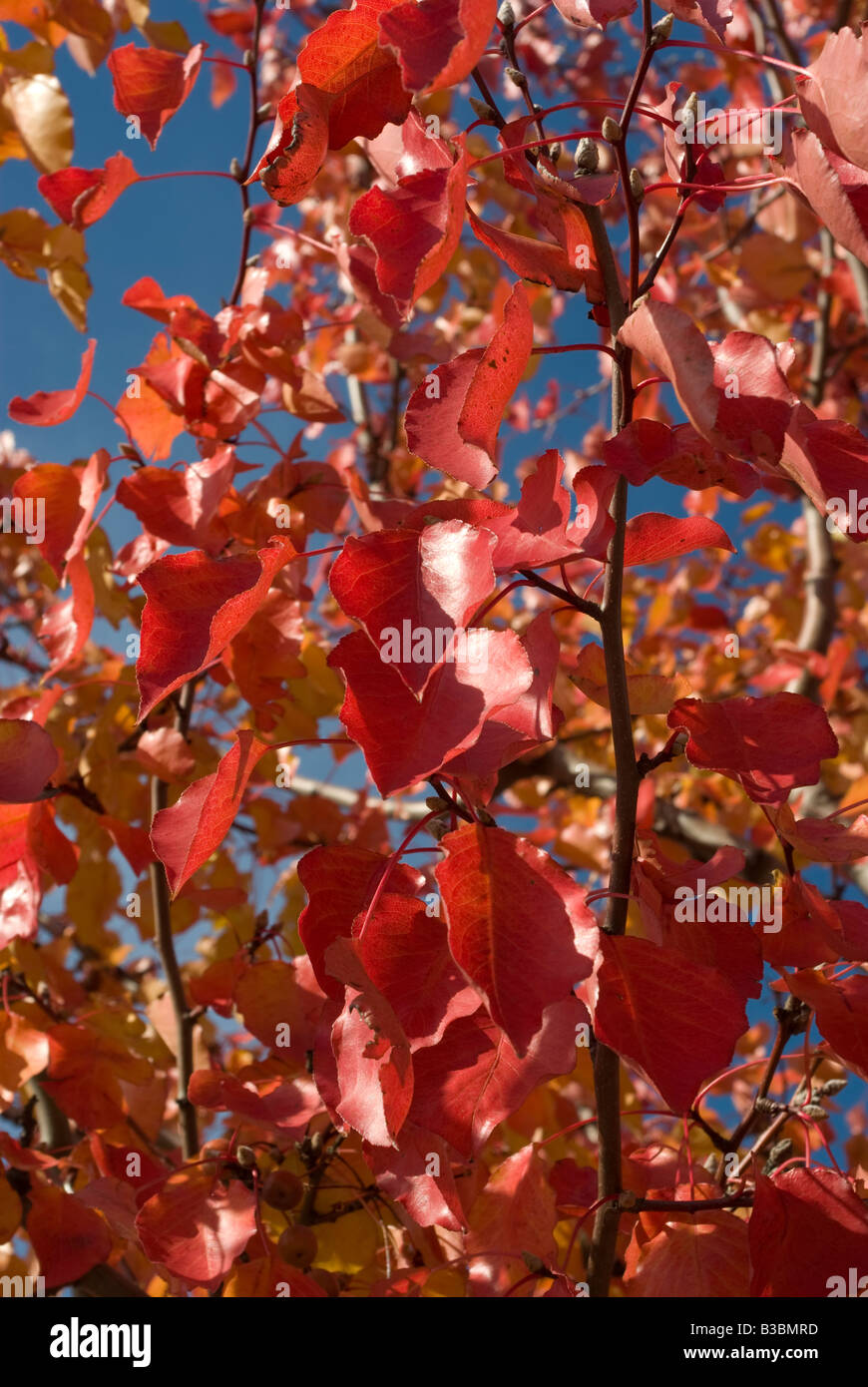 Bright red autumn leaves Stock Photo - Alamy
