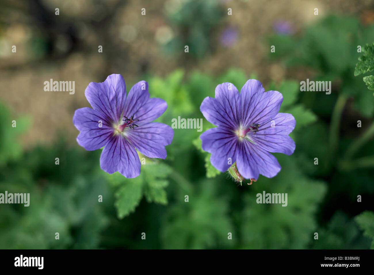 English Country Garden - Johnson's Blue - A perennial Geranium ...