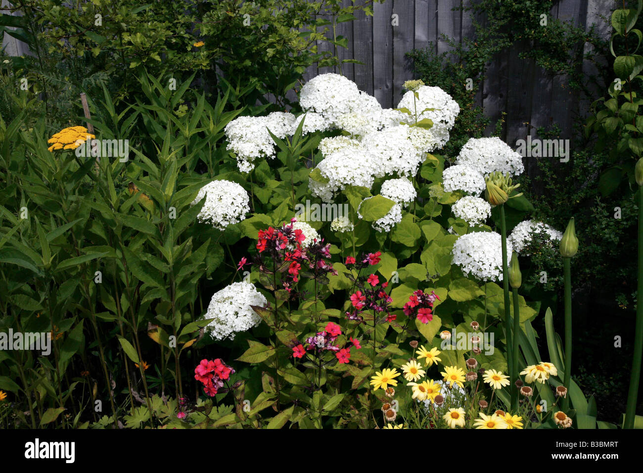 English Copuntry Garden - Hydrangea (Arborescens Grandiflora Stock ...