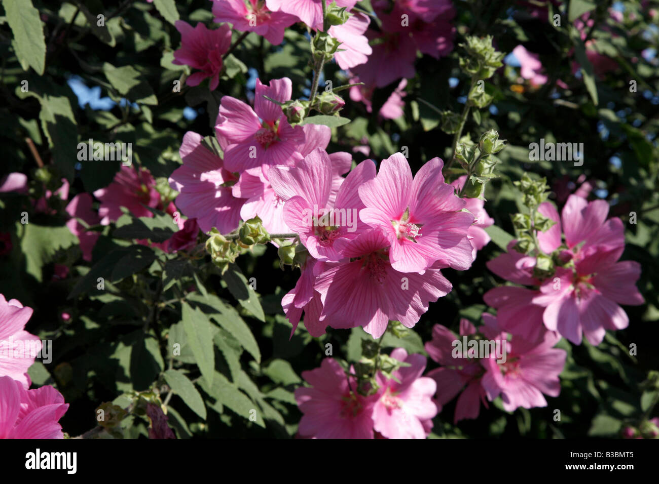 English Country Garden - Mallow (Malva Malvaceae) in a Dorset Garden ...