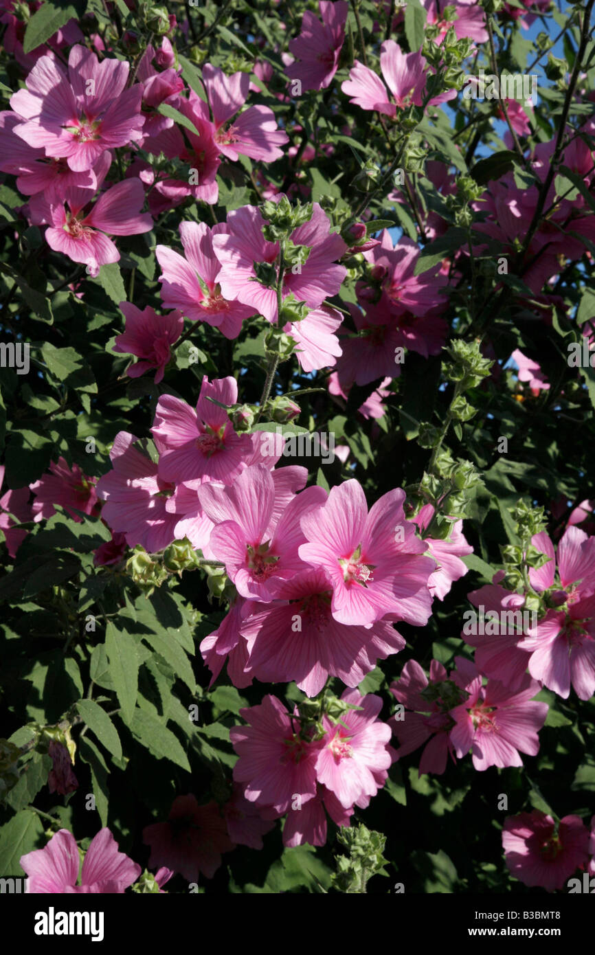 English Country Garden - Mallow (Malva Malvaceae Stock Photo - Alamy