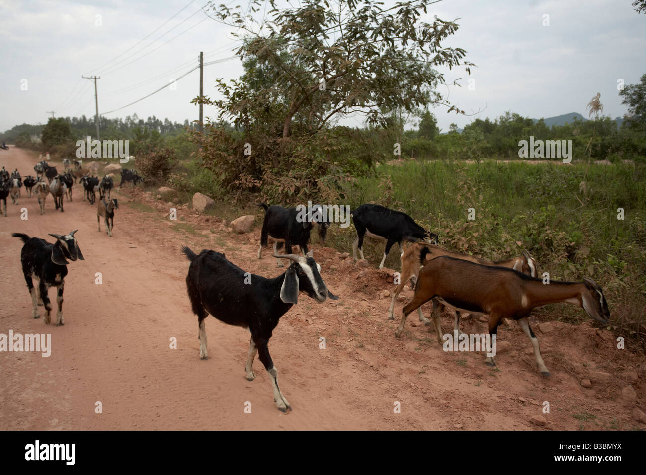 Goats, Phu Quoc, Vietnam Stock Photo - Alamy