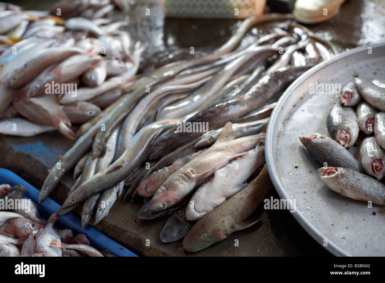 Vietnam shark hi-res stock photography and images - Alamy