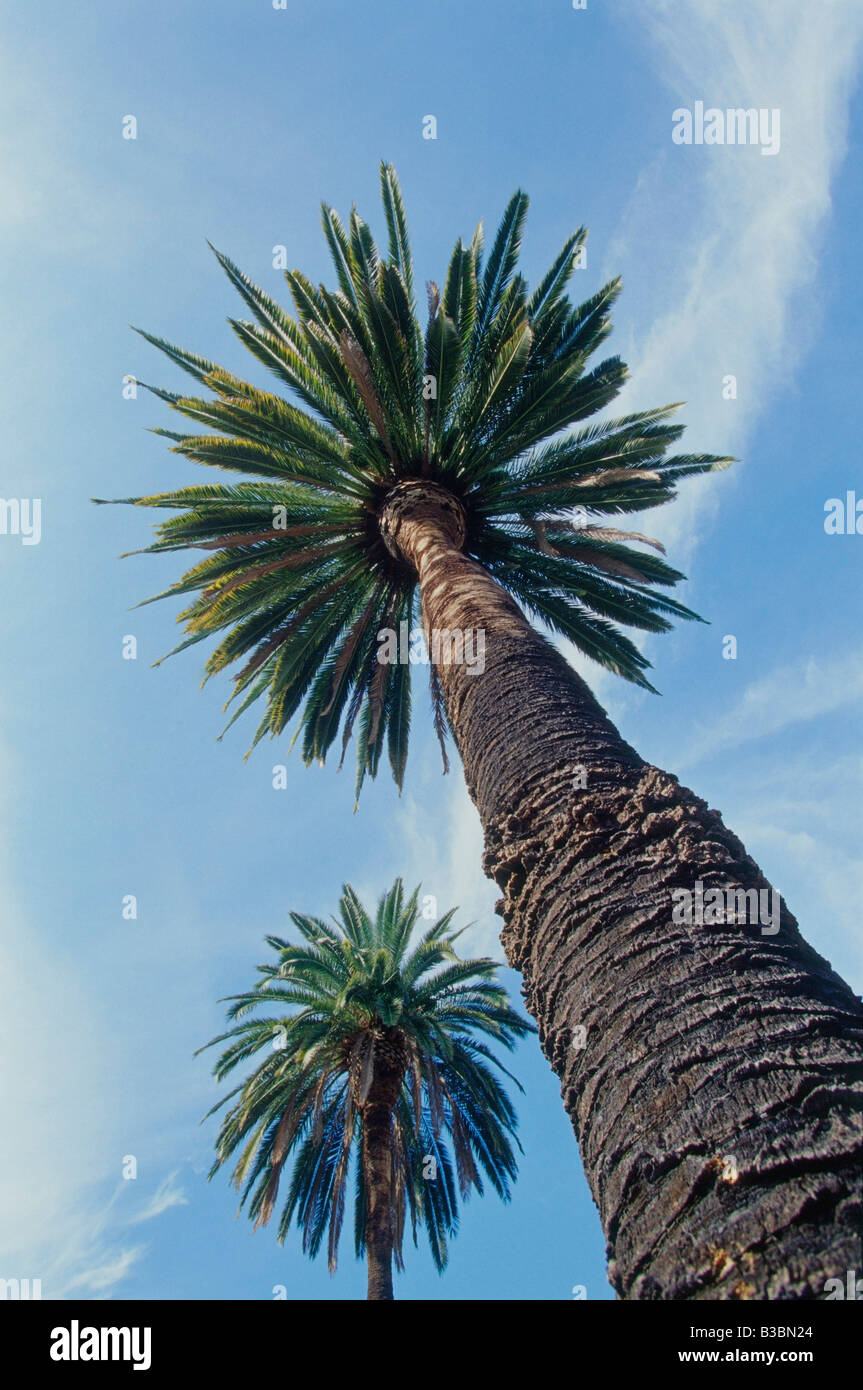 View From Underneath The Palm Trees High Resolution Stock Photography ...