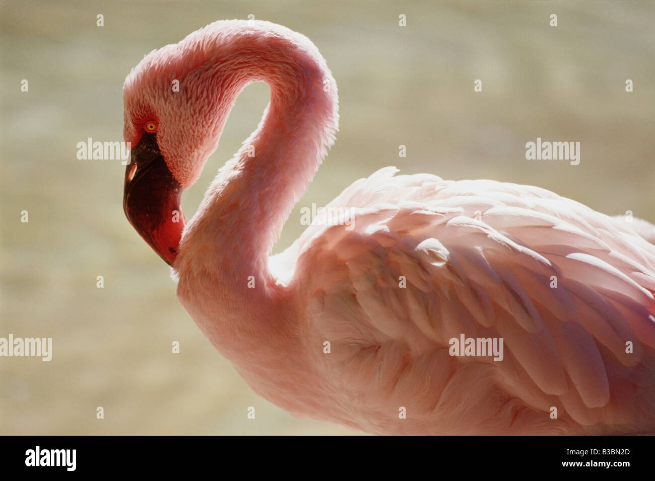 Flamingo, San Diego Zoo, California, USA Stock Photo - Alamy