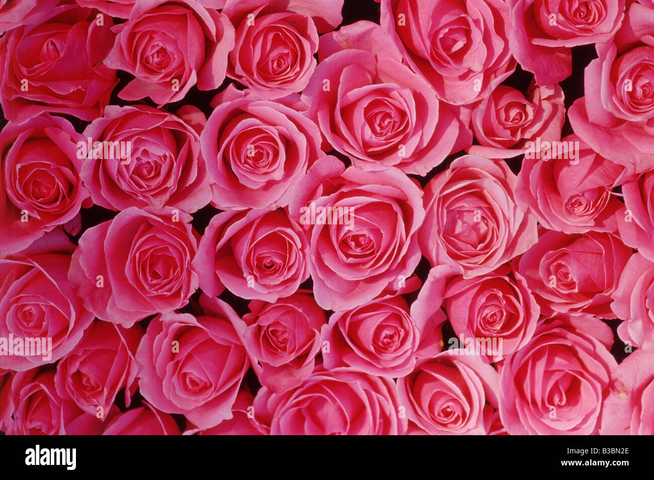 Rose and ed rose hi-res stock photography and images - Alamy