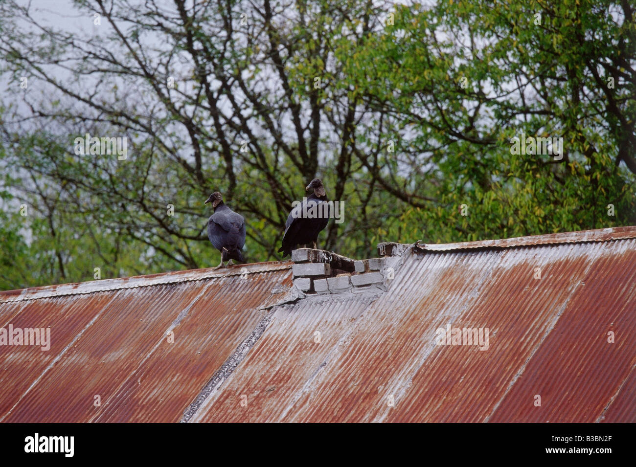 Old barn rusty tin roof hi-res stock photography and images - Alamy