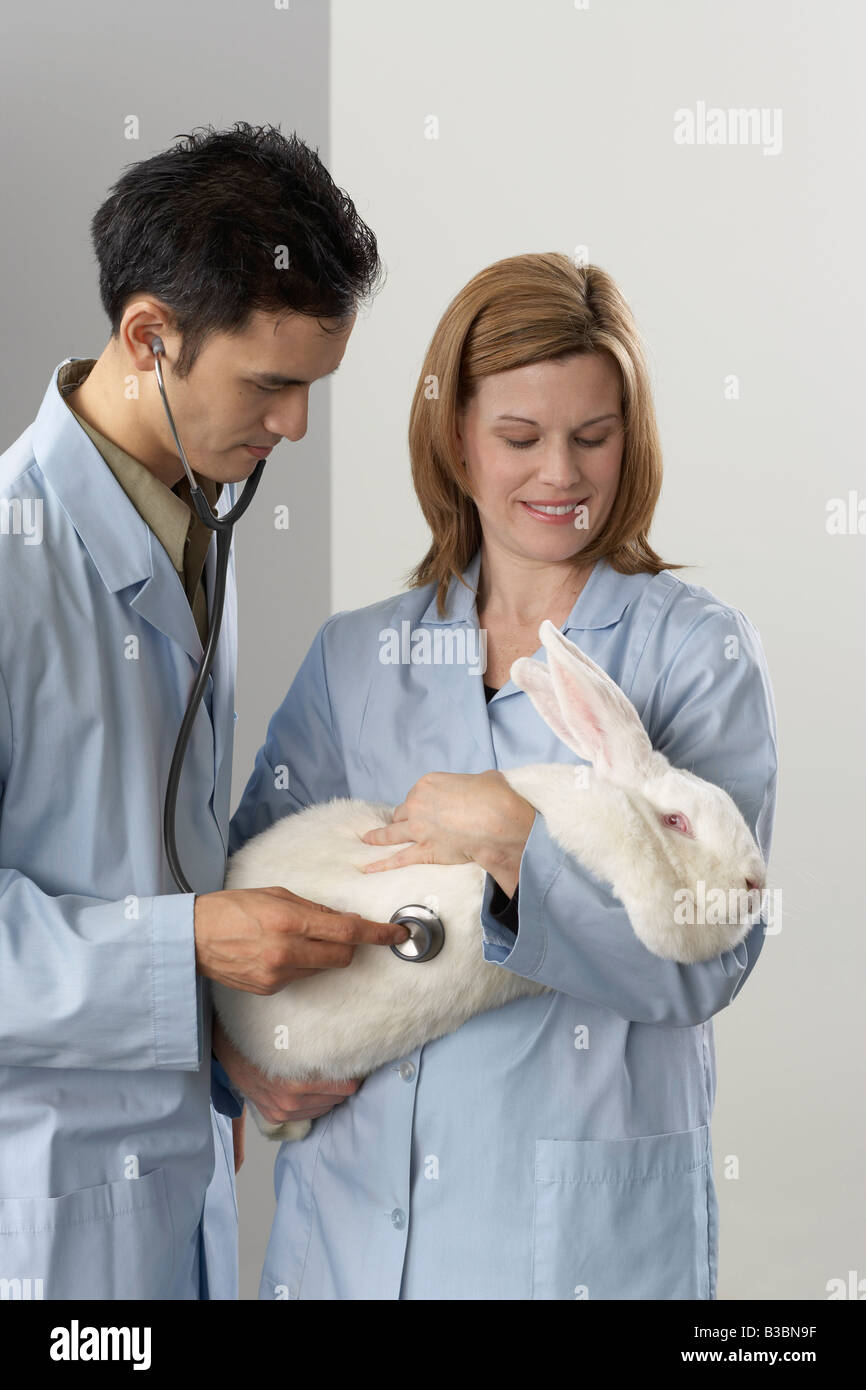 Veterinarians Listening to Giant Rabbit's Heartbeat Stock Photo - Alamy