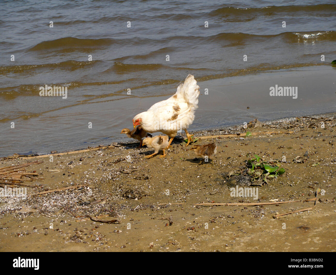 A hen with chicks on the shores of Lake Victoria, Uganda Stock Photo ...