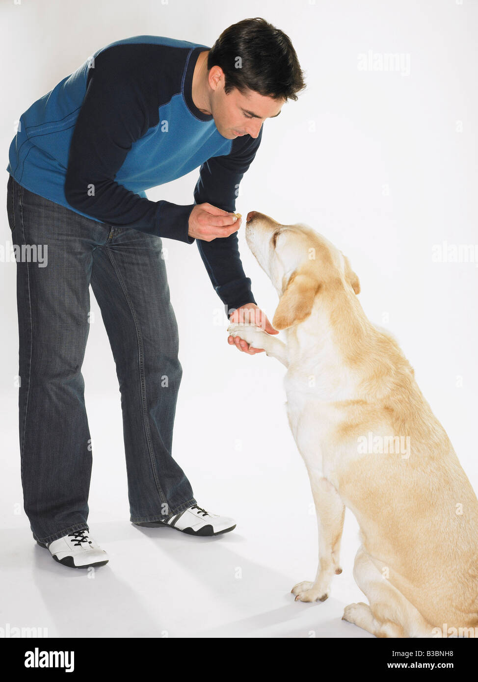 Man with Labrador Retriever Stock Photo - Alamy