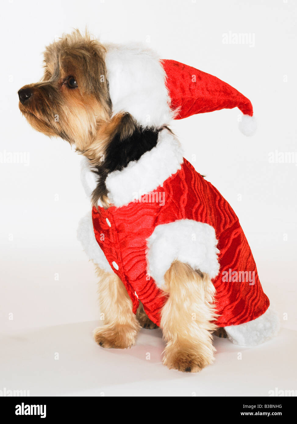Portrait of Yorkshire Terrier Wearing Santa Hat and Coat Stock Photo ...