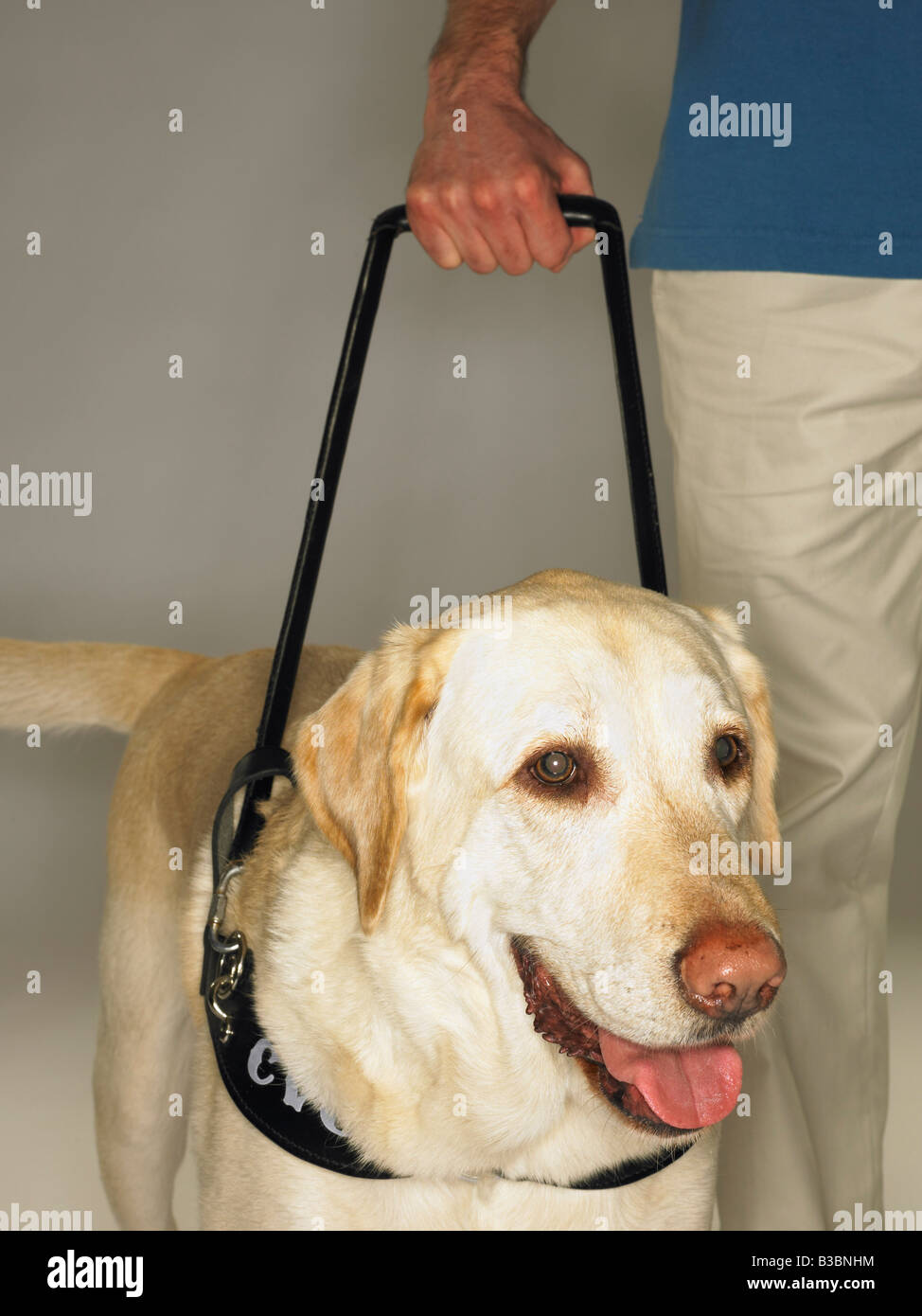 Man training guide dog hi-res stock photography and images - Alamy