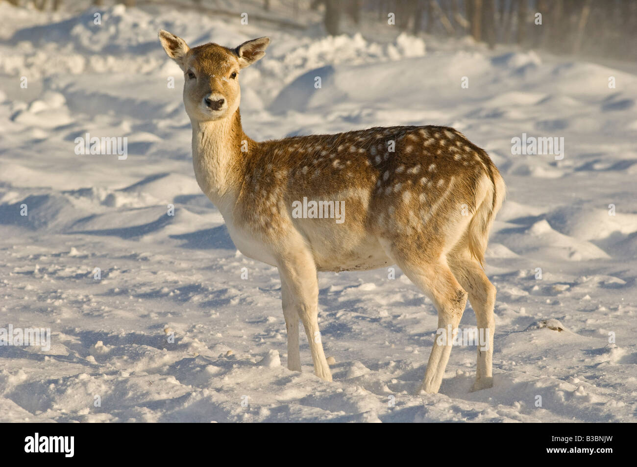 Fallow Deer, Omega Park, Montebello, Quebec, Canada Stock Photo - Alamy