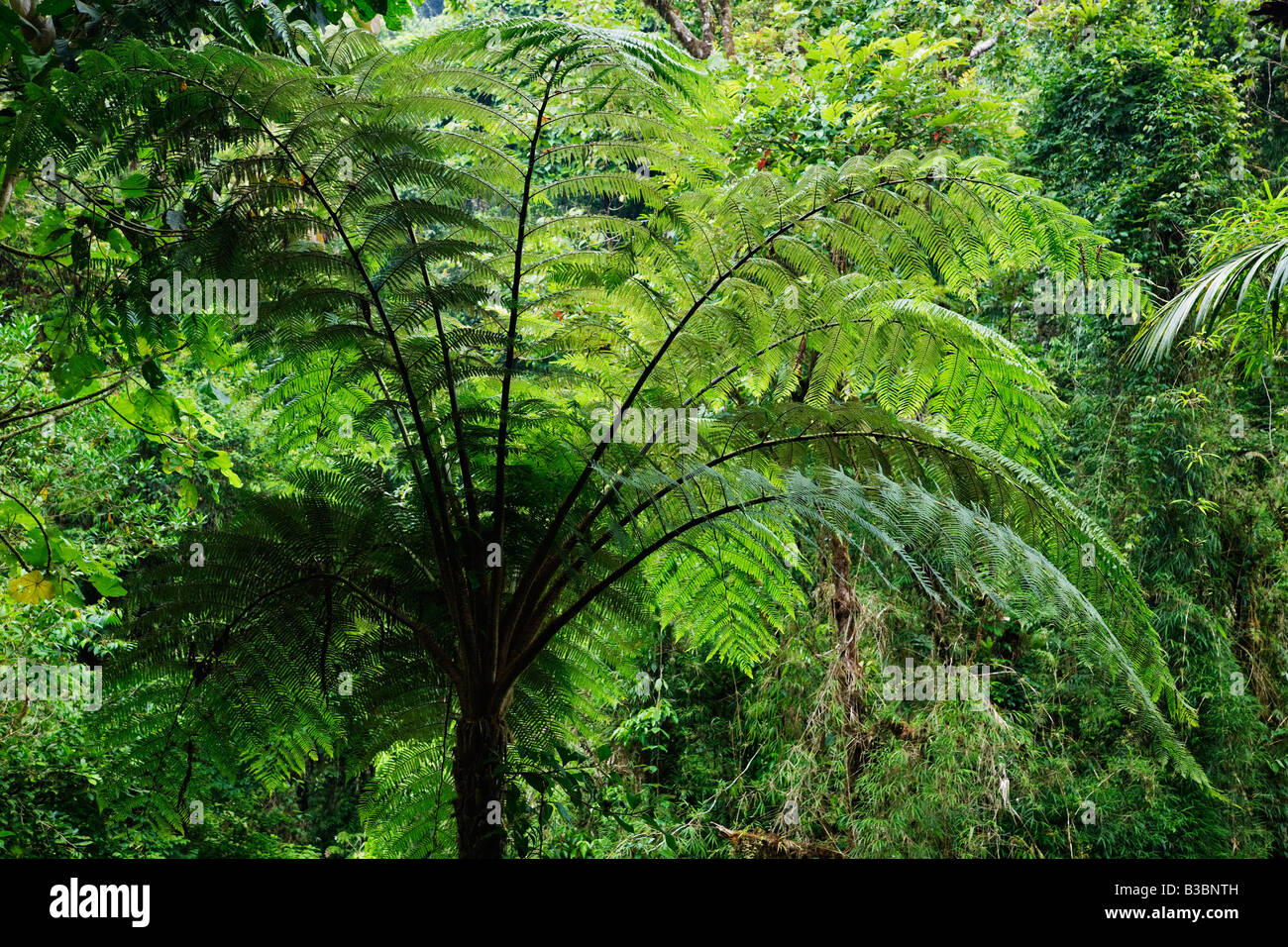 Fern Tree, La Paz Waterfall Gardens, Cordillera Central, Costa Rica ...