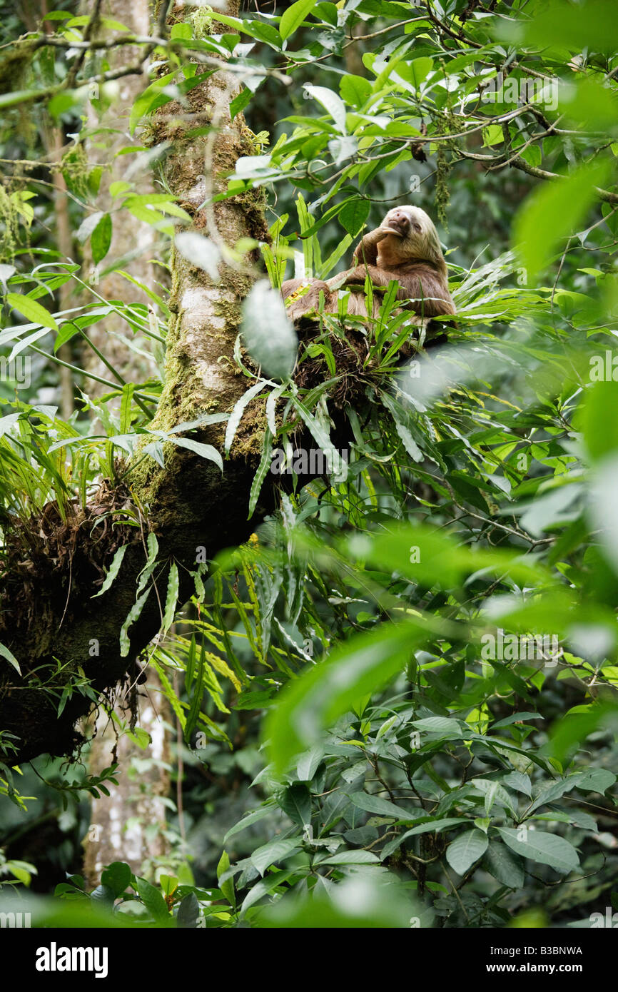 Two-toed Sloth in Tree, Costa Rica Stock Photo - Alamy