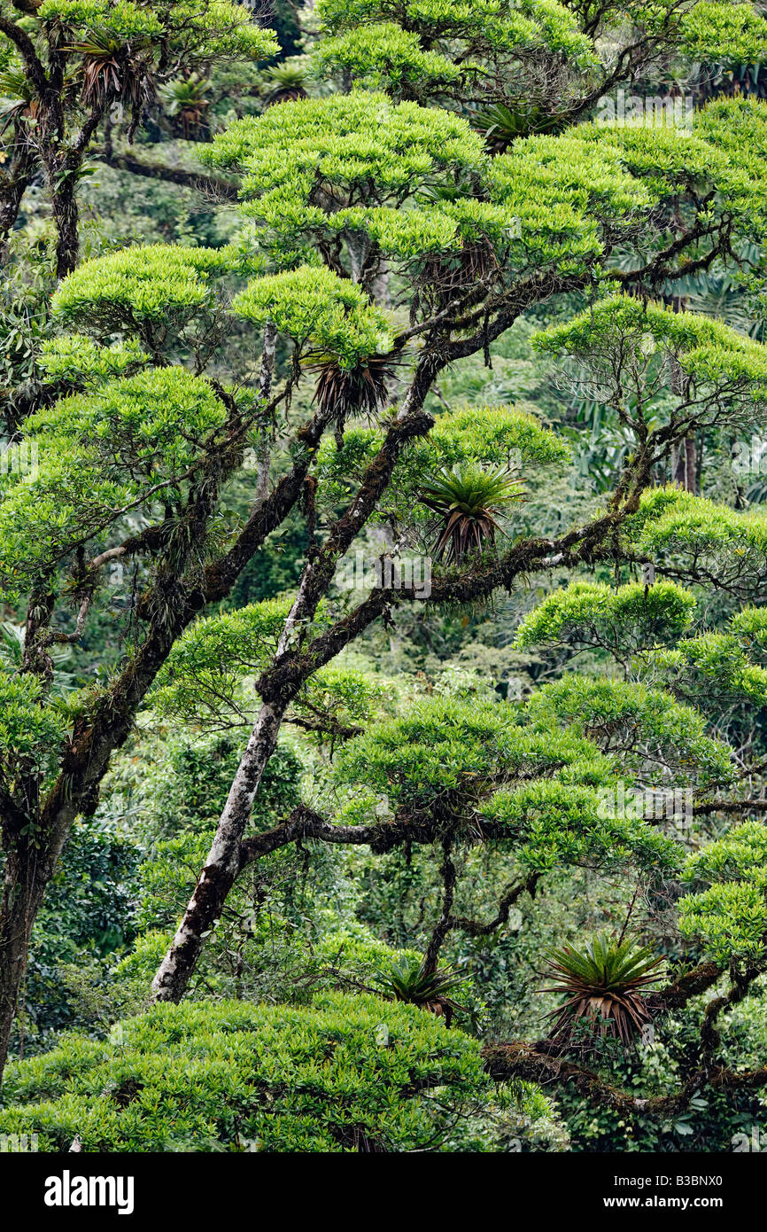 Costa Rica Rainforest Trees