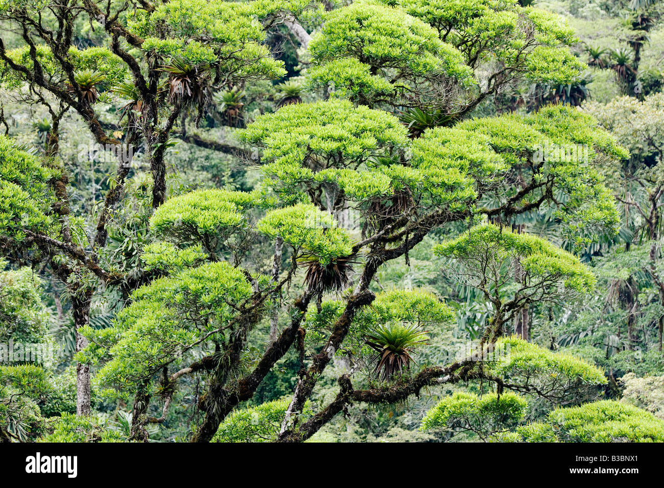 Trees in Rainforest, Costa Rica Stock Photo - Alamy