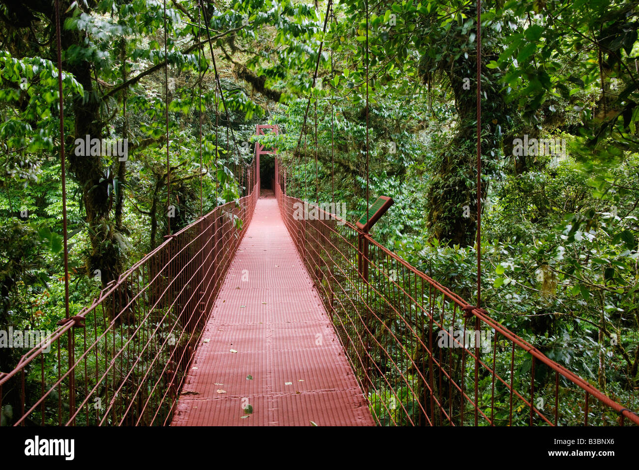 Hanging Bridge in Rainforest, Monteverde Rainforest Preserve, Costa ...