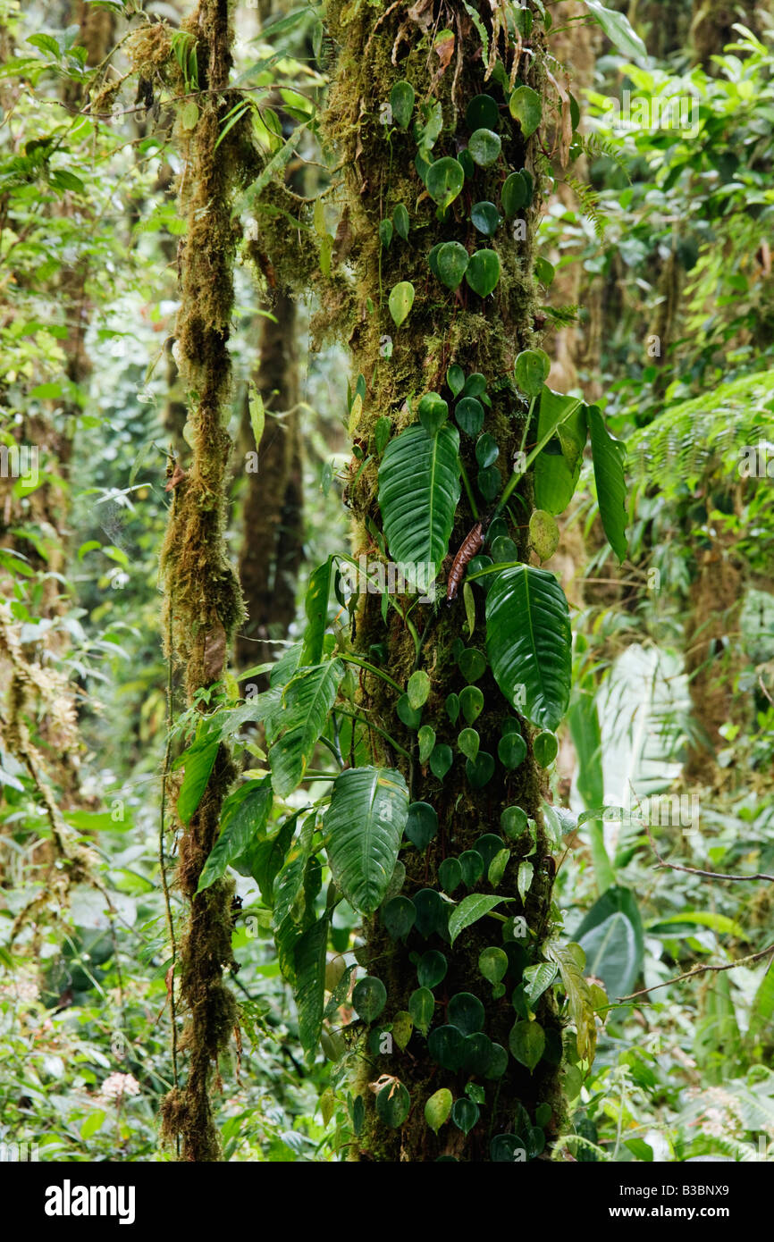 Epiphytes on tree hi-res stock photography and images - Alamy