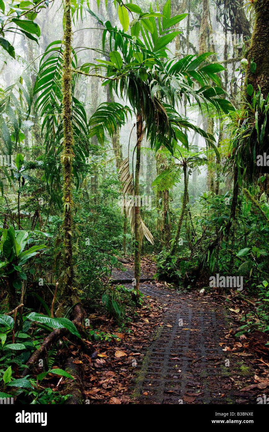 Trail through Cloud Forest, Santa Elena, Costa Rica Stock Photo - Alamy