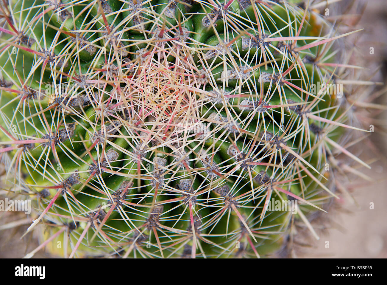 Coast barrel cactus hi-res stock photography and images - Alamy