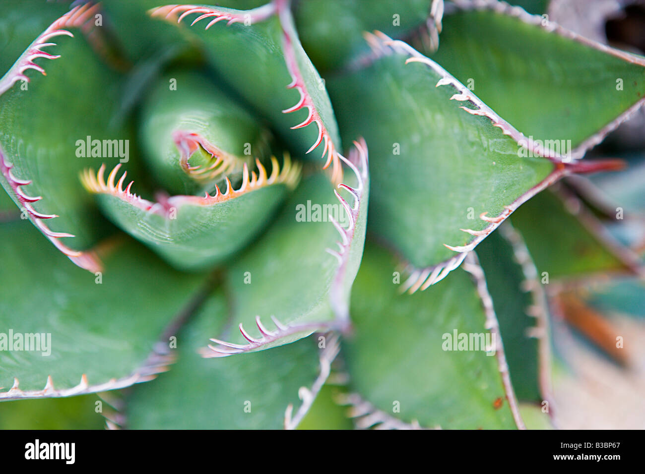 Butterfly Agave Plant Stock Photo - Alamy