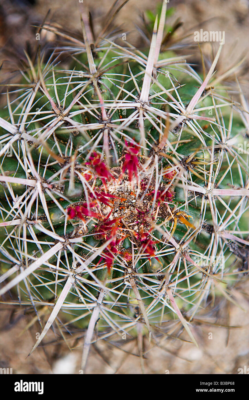 San diego barrel cactus hi-res stock photography and images - Alamy