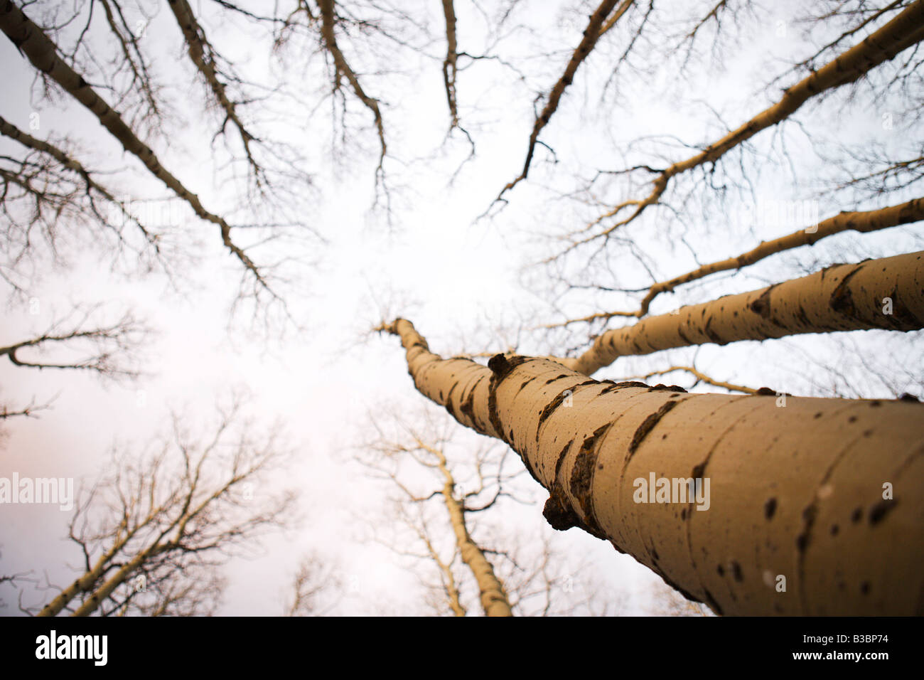 Bare Aspen Trees, Sangre de Cristo Mountains, Santa Fe, New Mexico, USA ...