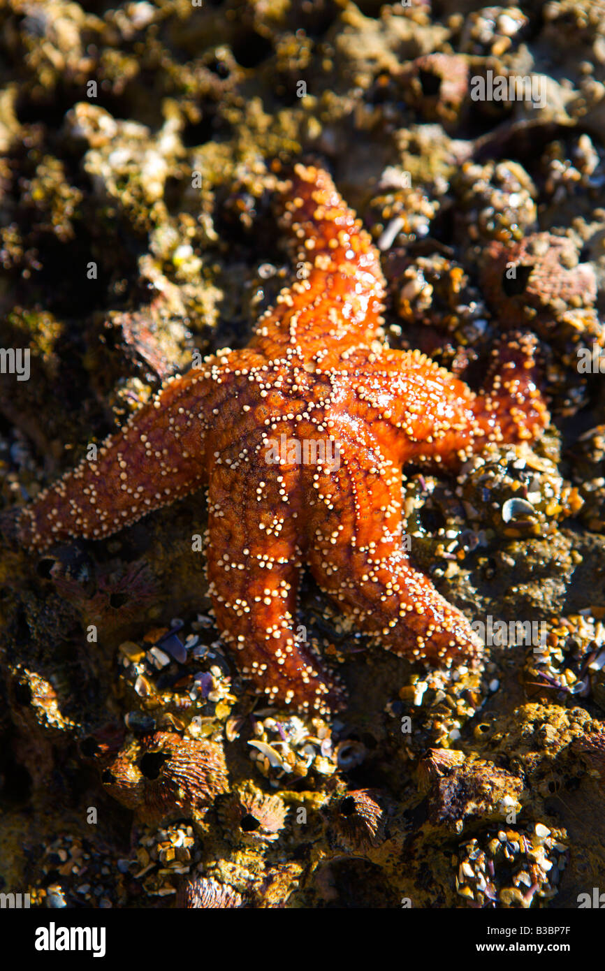 Starfish, San Pedro, California, USA Stock Photo - Alamy