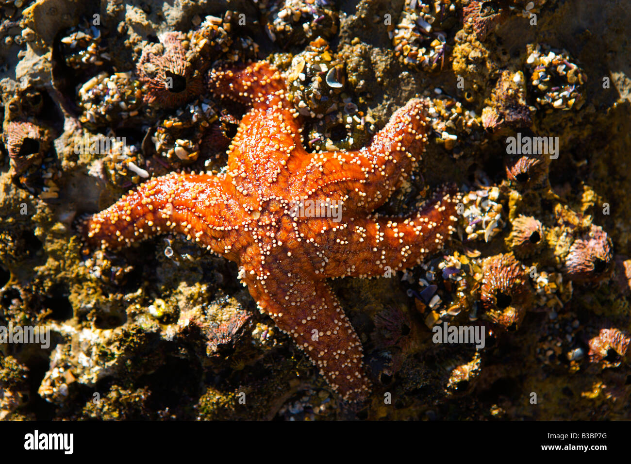 Starfish, San Pedro, California, USA Stock Photo - Alamy