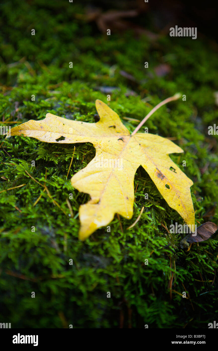 One leaf falling hi-res stock photography and images - Alamy