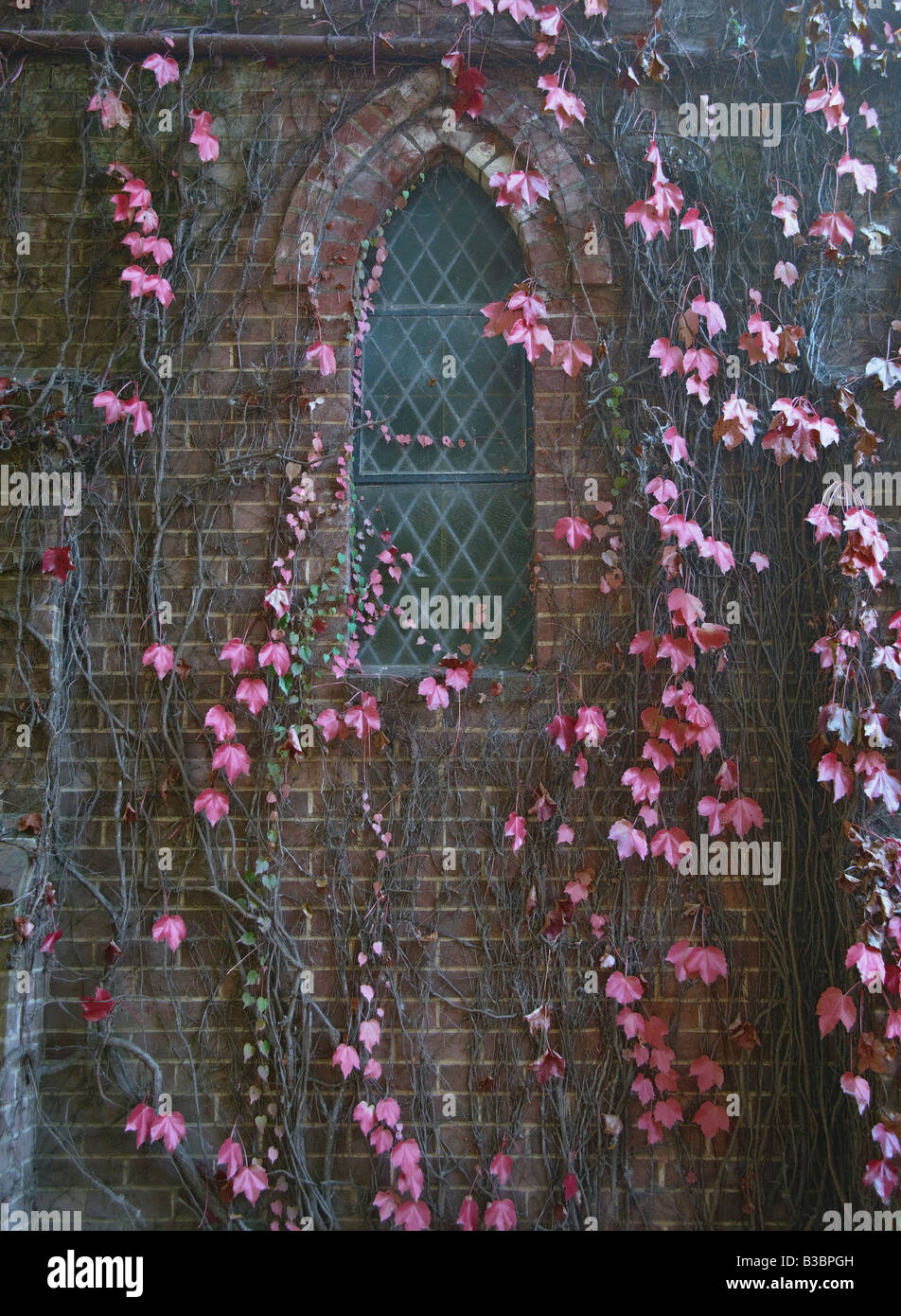 great image of vines growing up the church wall Stock Photo - Alamy