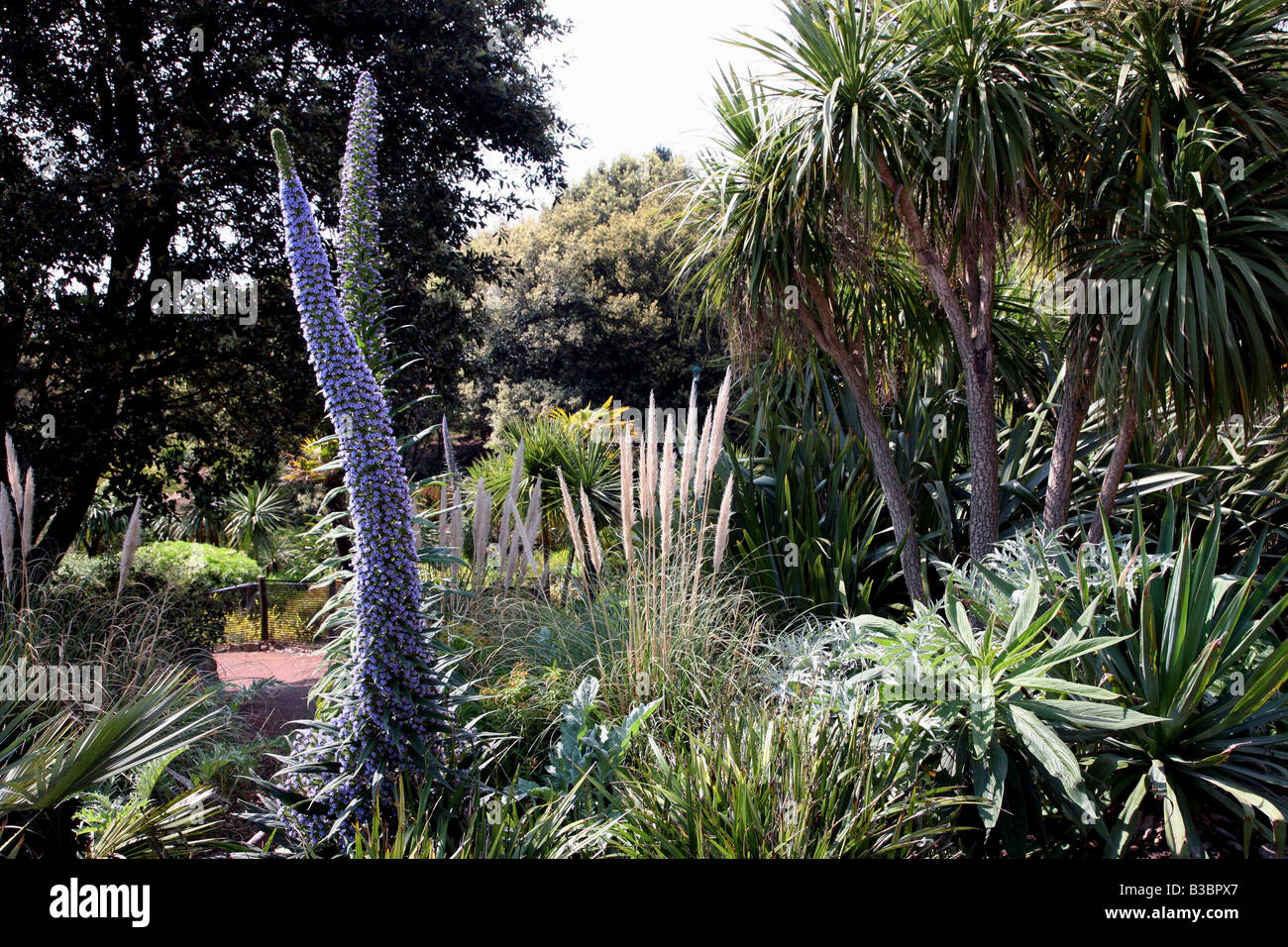 Tropical foliage in one of the chines overlooking Bournemouth seafront ...