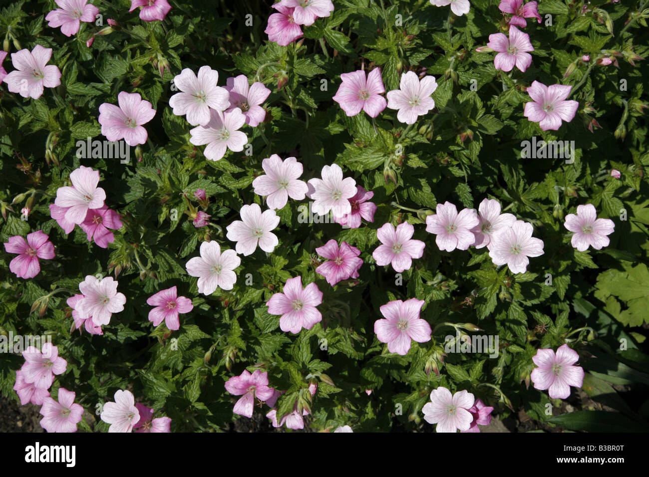 English geranium hi-res stock photography and images - Alamy