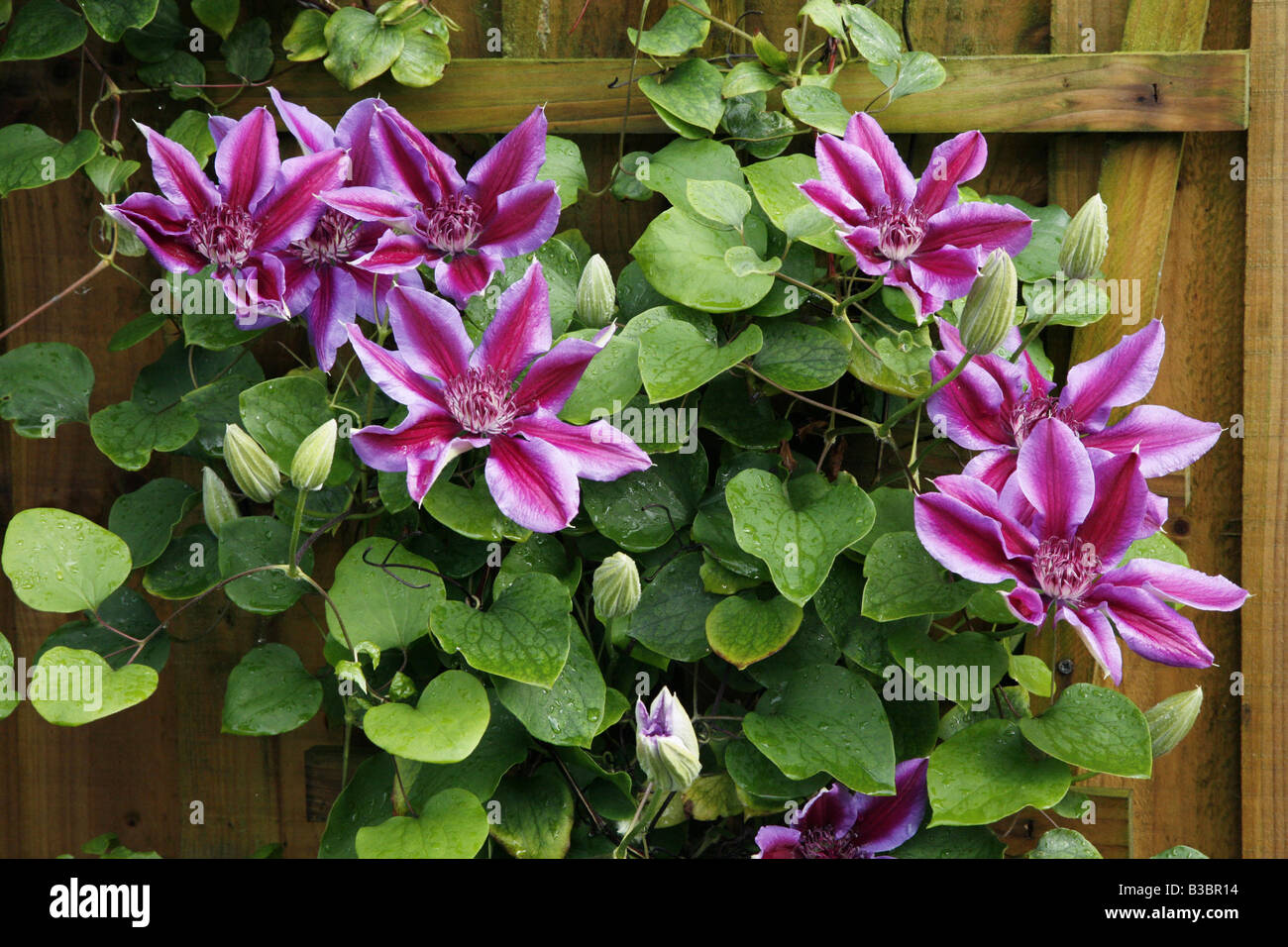 English Country Garden - Clematis, Large flowering Fireworks variety ...