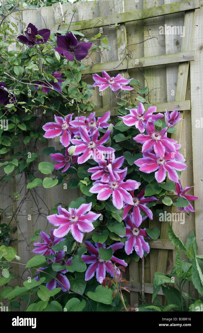 English Country Garden - Clematis, Large flowering Fireworks variety ...