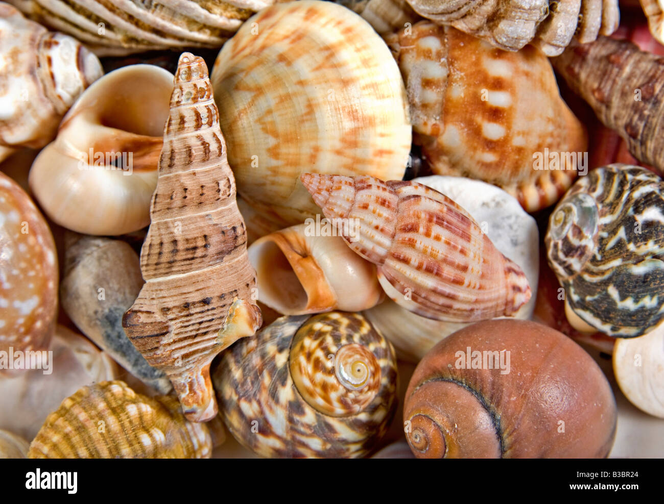 Lots of shells hi-res stock photography and images - Alamy