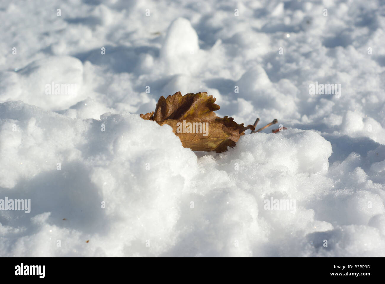 A single dead leaf lays atop a field of snow Stock Photo - Alamy