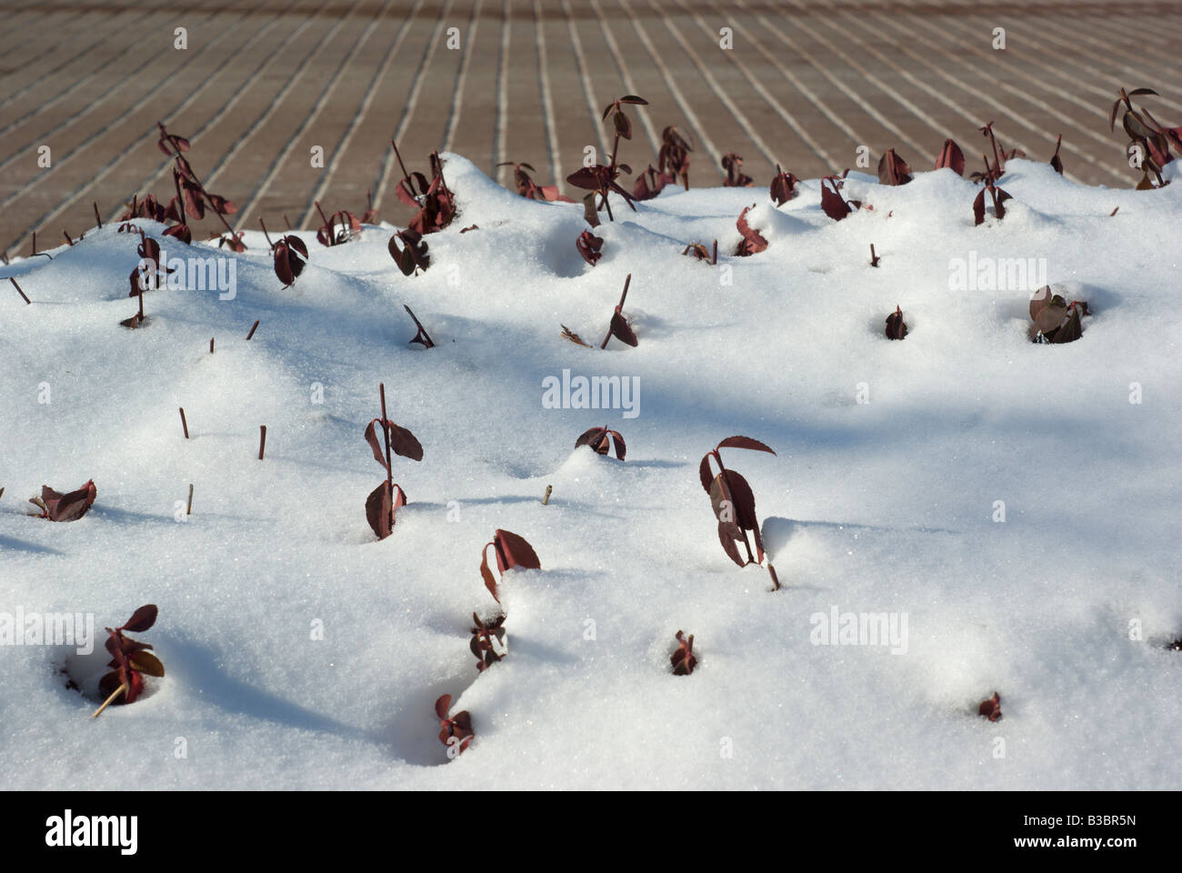 Poke snow hi-res stock photography and images - Alamy