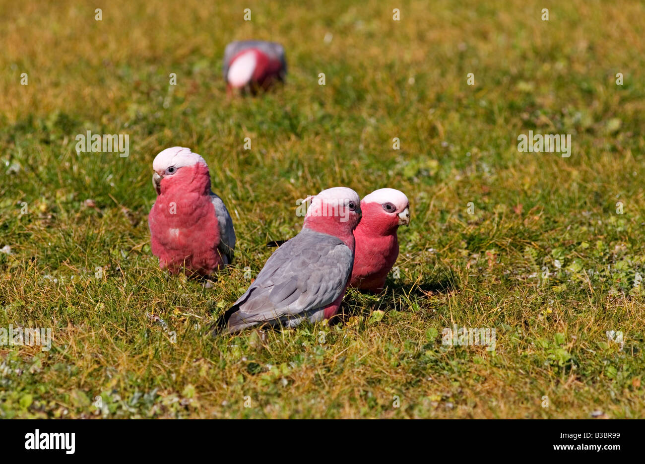 Australian Galahs High Resolution Stock Photography and Images - Alamy