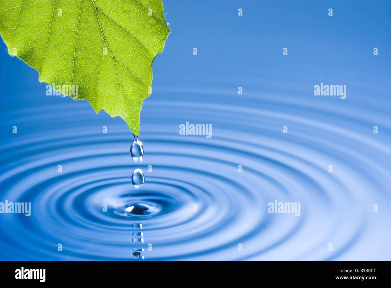 Water Drop Ripple From Above