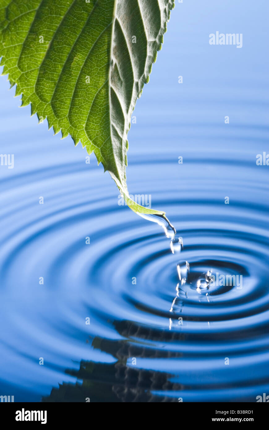 Falling From Tree High Resolution Stock Photography and Images - Alamy