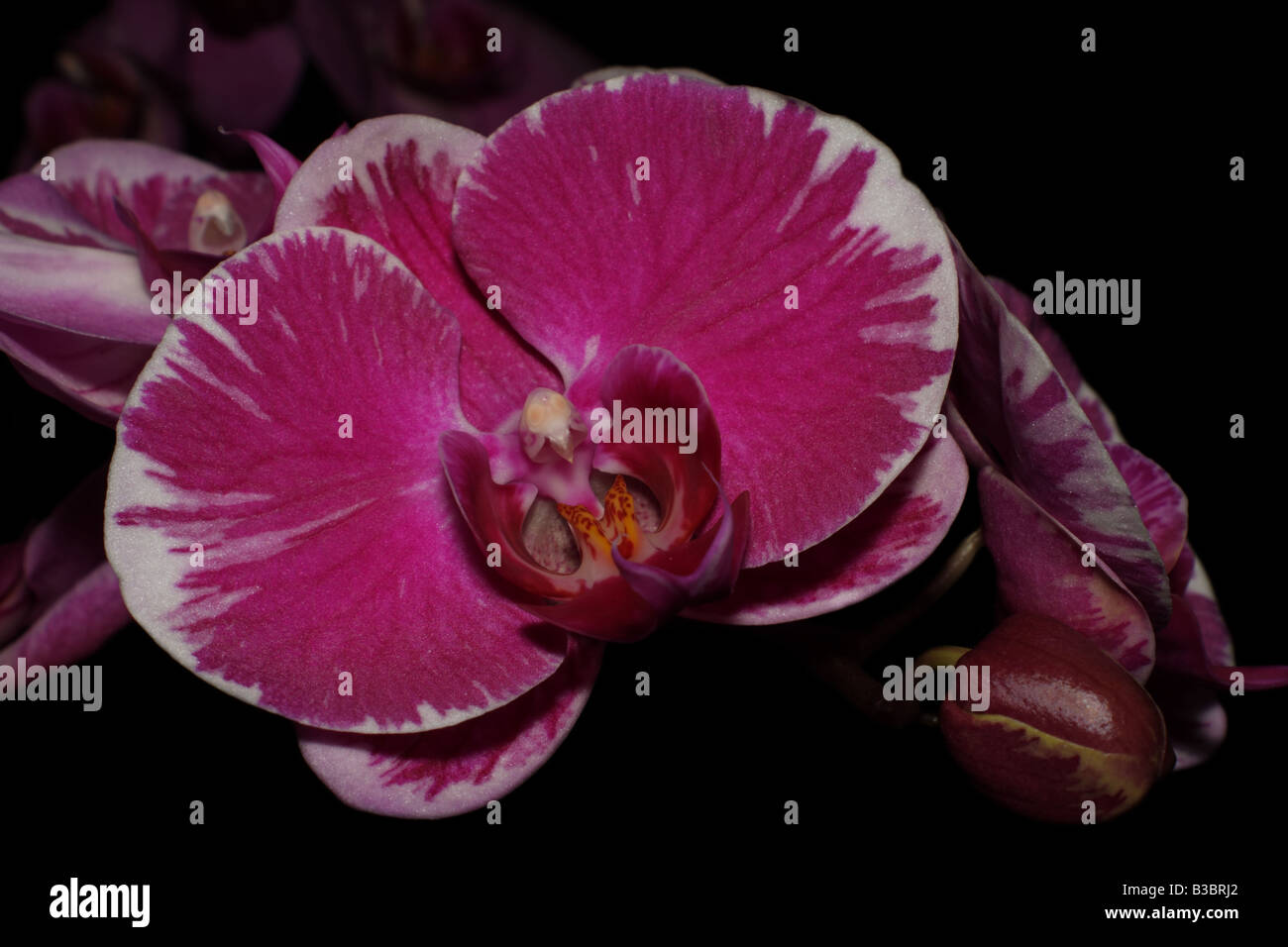 Genus phalaena hi-res stock photography and images - Alamy