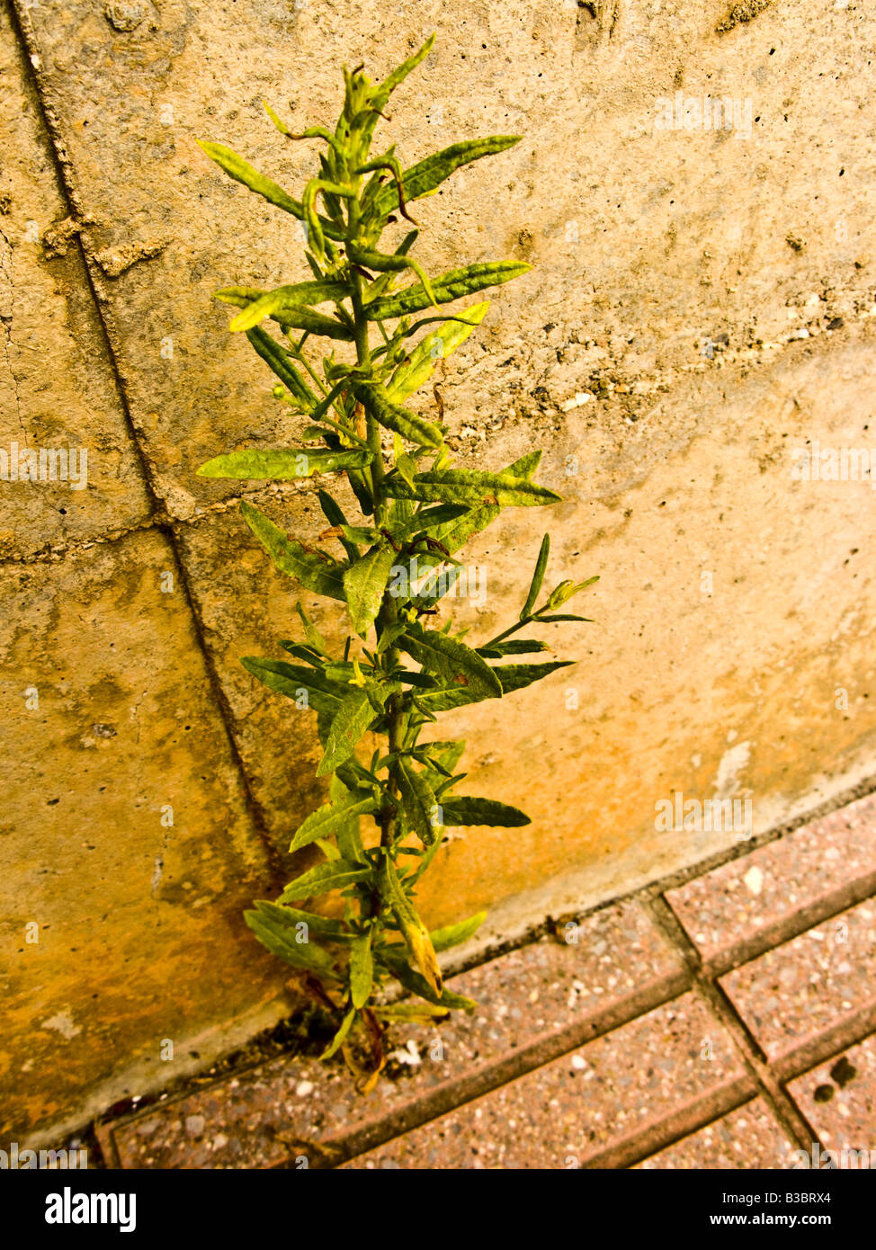 plant growing in the street Stock Photo - Alamy