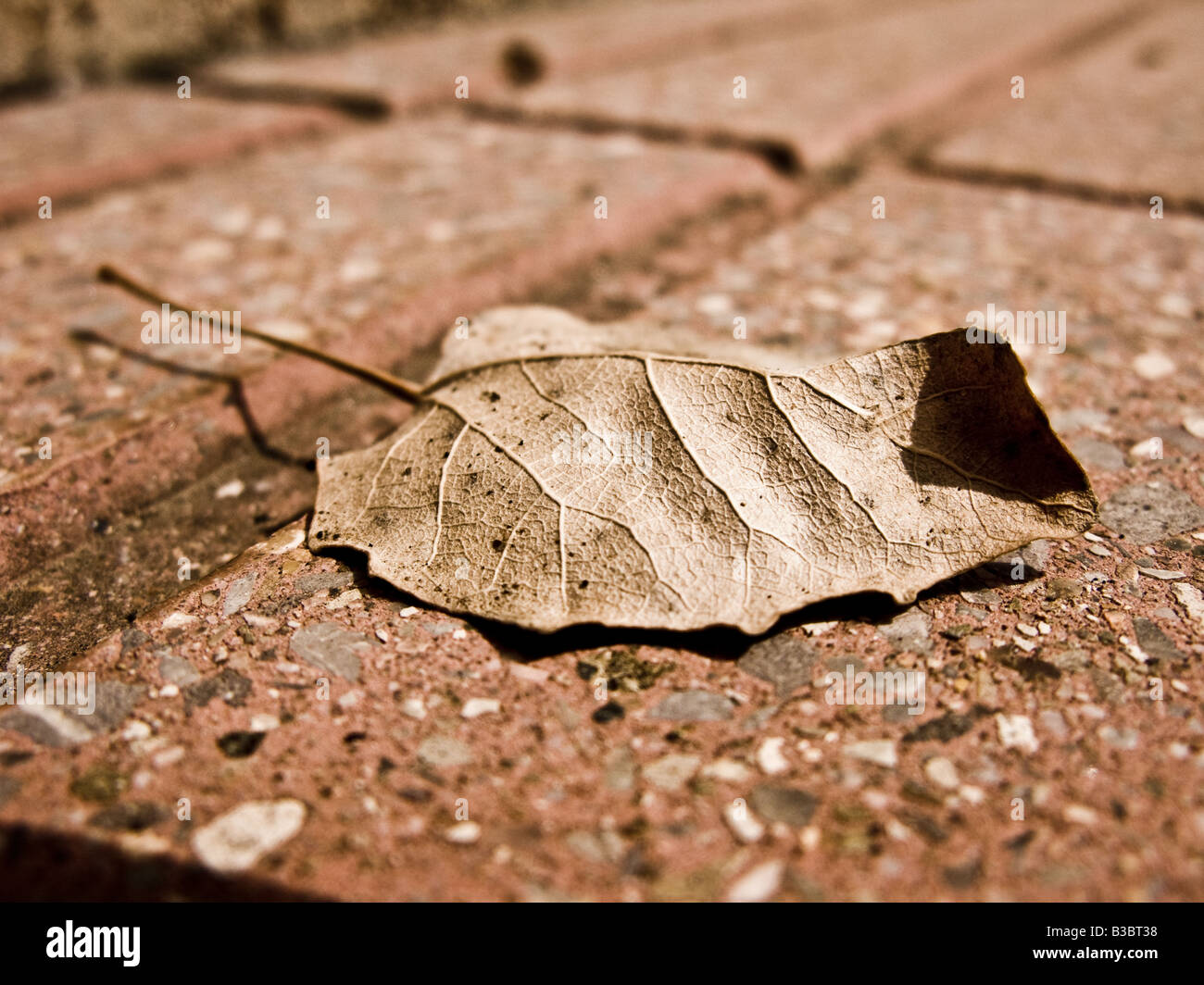 leaf on the floor Stock Photo - Alamy